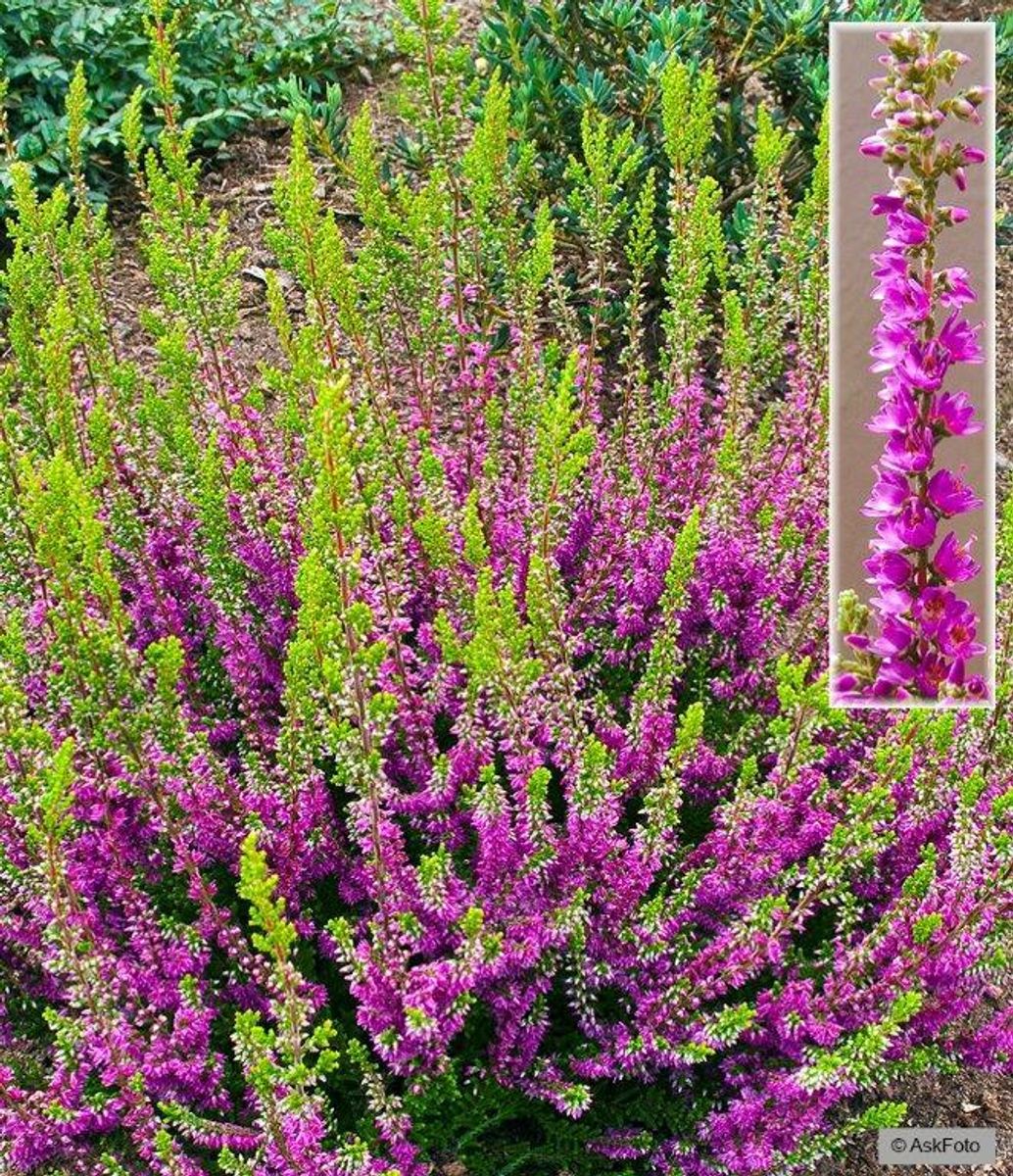 Calluna vulgaris 'Con Brio' — Plant Wholesale FlorAccess