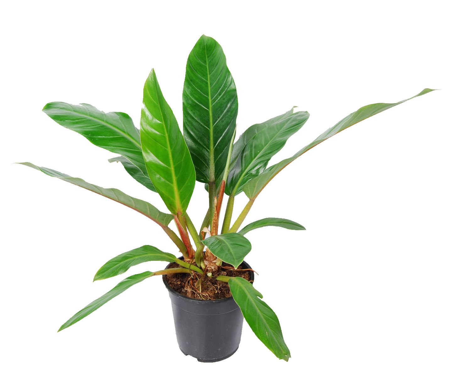 Philodendron 'Fatboy Yellow' — Plant Wholesale FlorAccess
