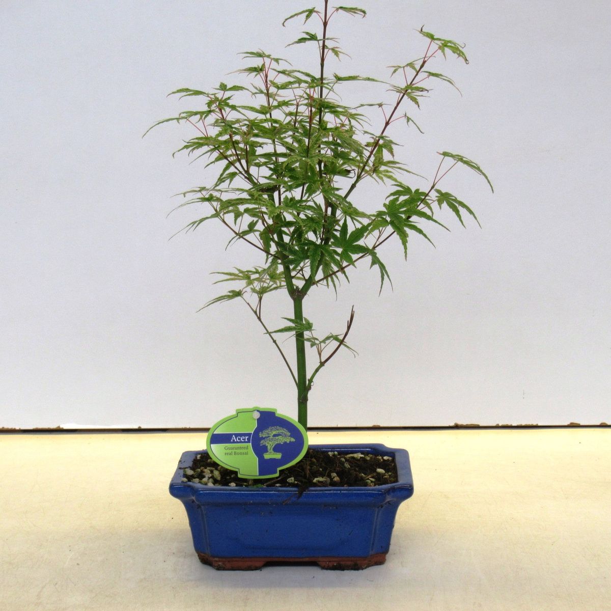 Acer palmatum 'Phoenix' — Plant Wholesale FlorAccess