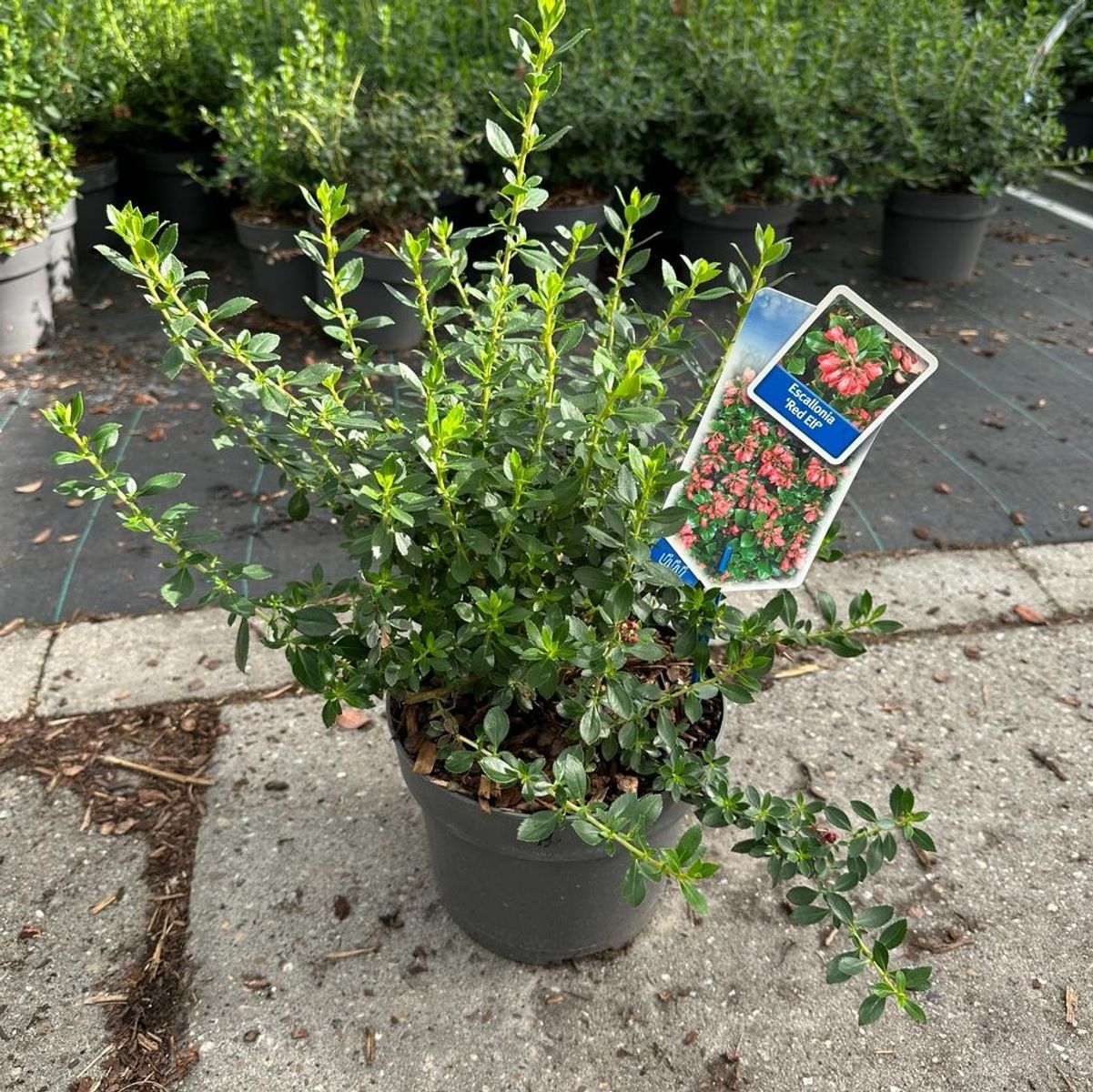 Escallonia 'Red Elf' — Plant Wholesale FlorAccess