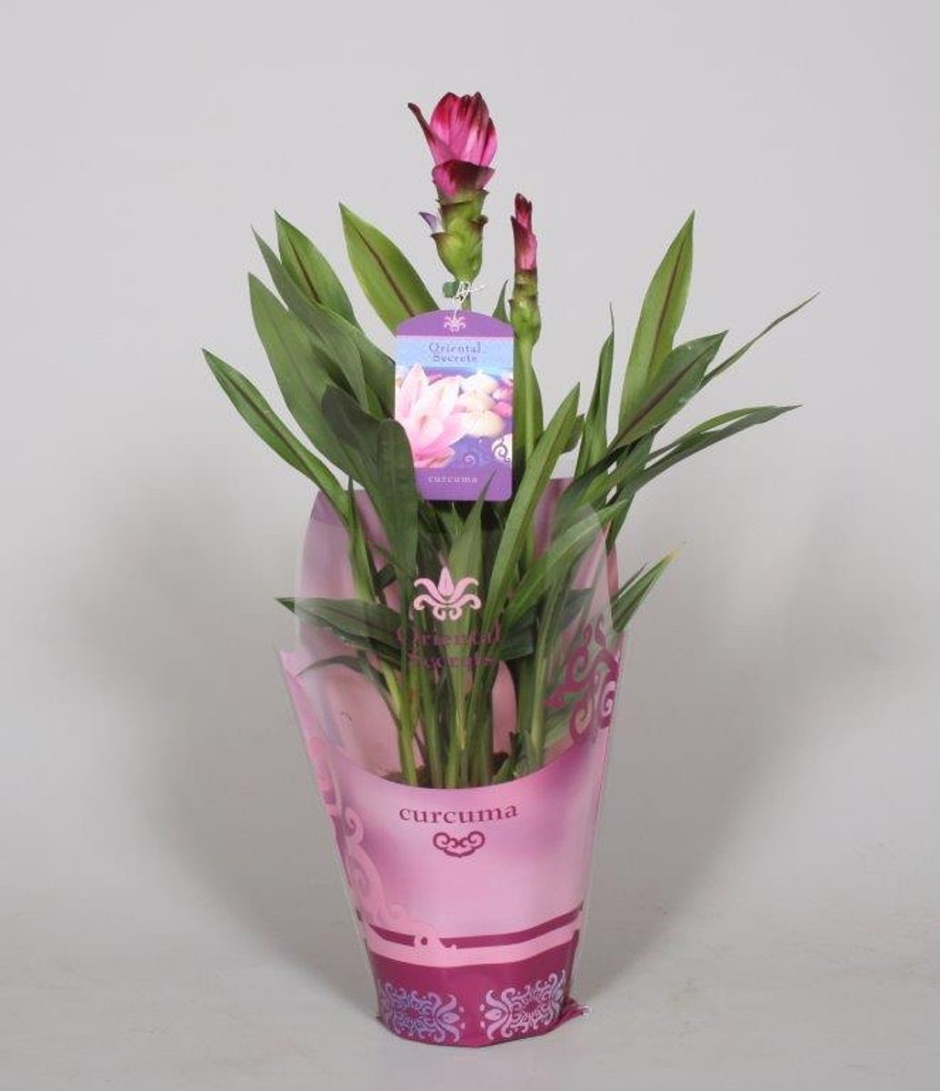 Curcuma alismatifolia SIAM SPLASH — Plant Wholesale FlorAccess