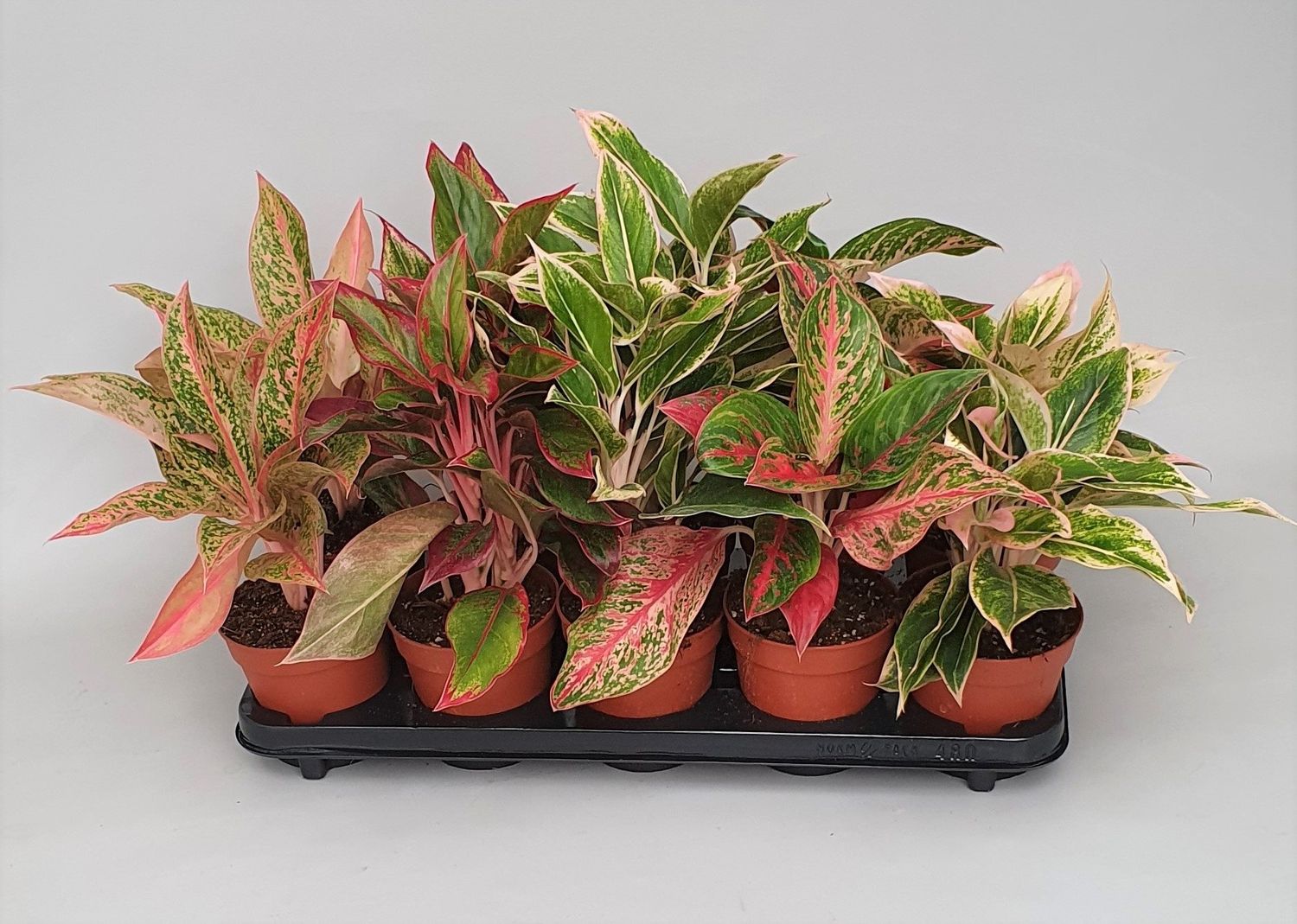 Aglaonema MIX — Plant Wholesale FlorAccess