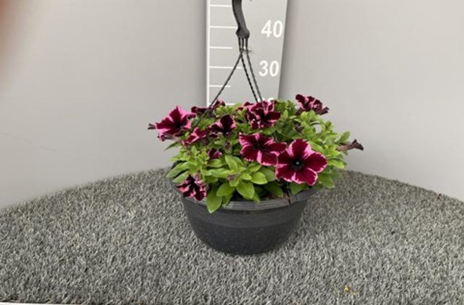 Petunia GO!TUNIA COSMIC PINK — Plant Wholesale FlorAccess