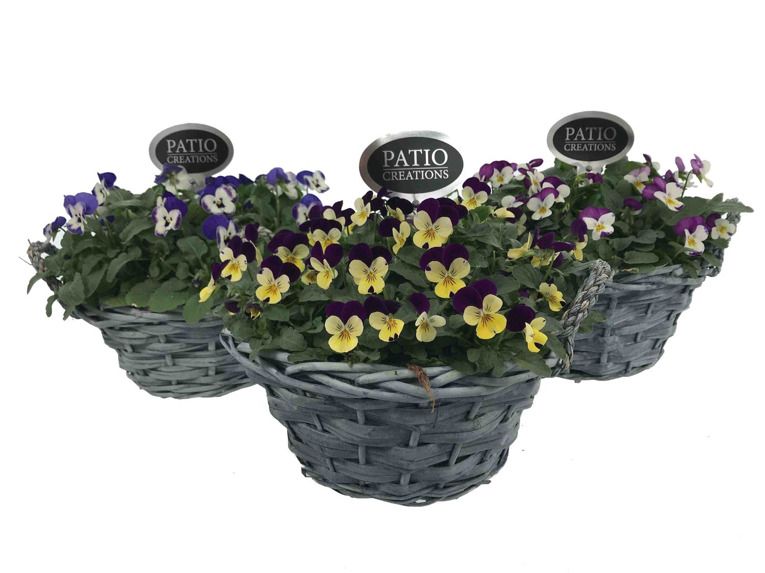 Arrangement Viola — Plant Wholesale FlorAccess