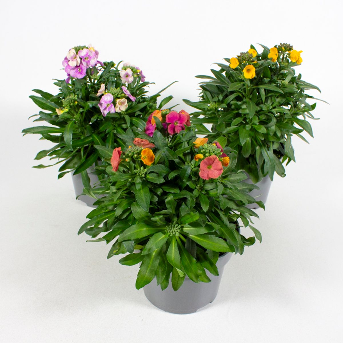 Erysimum MIX — Plant Wholesale FlorAccess