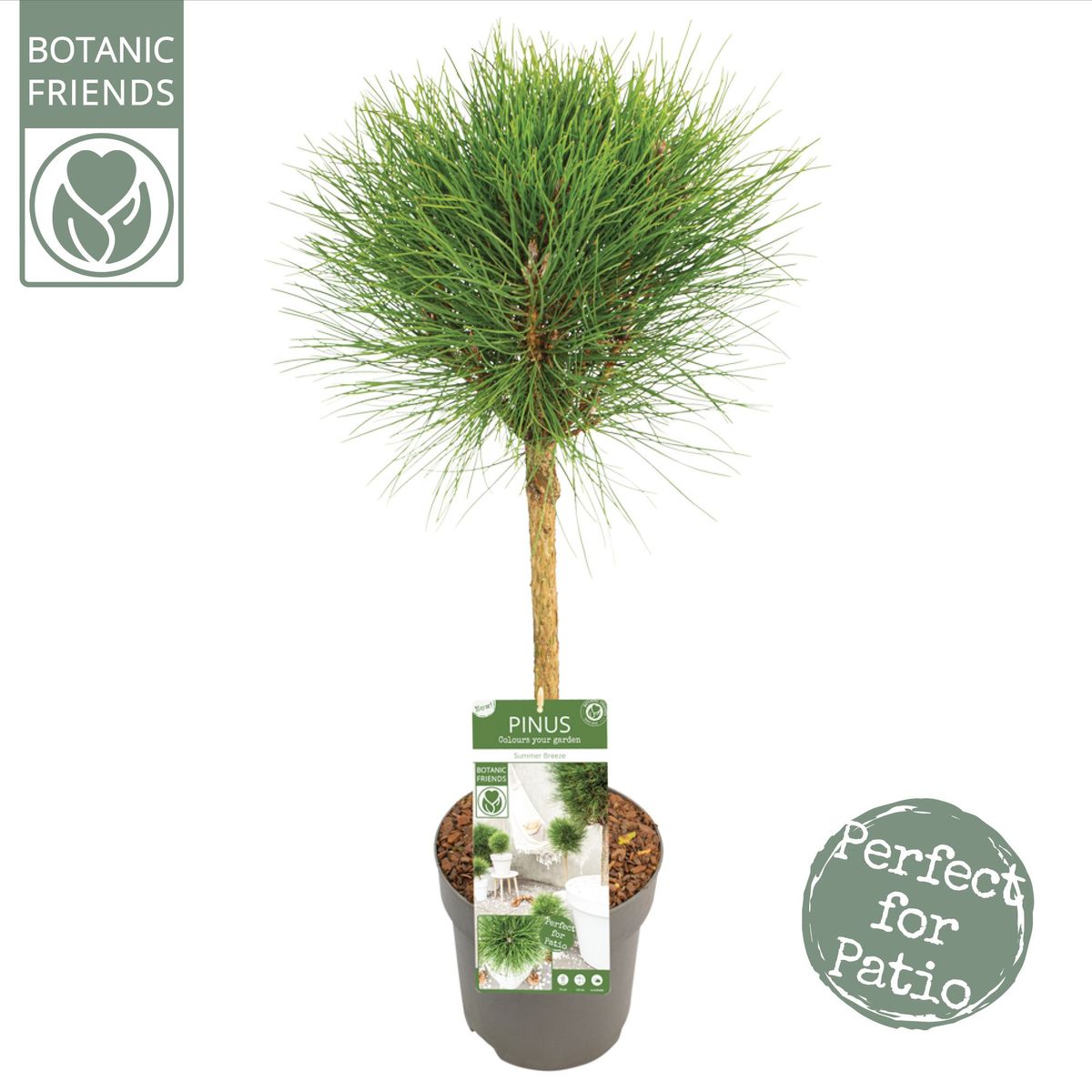 Pinus 'Summer Breeze' — Plant Wholesale FlorAccess