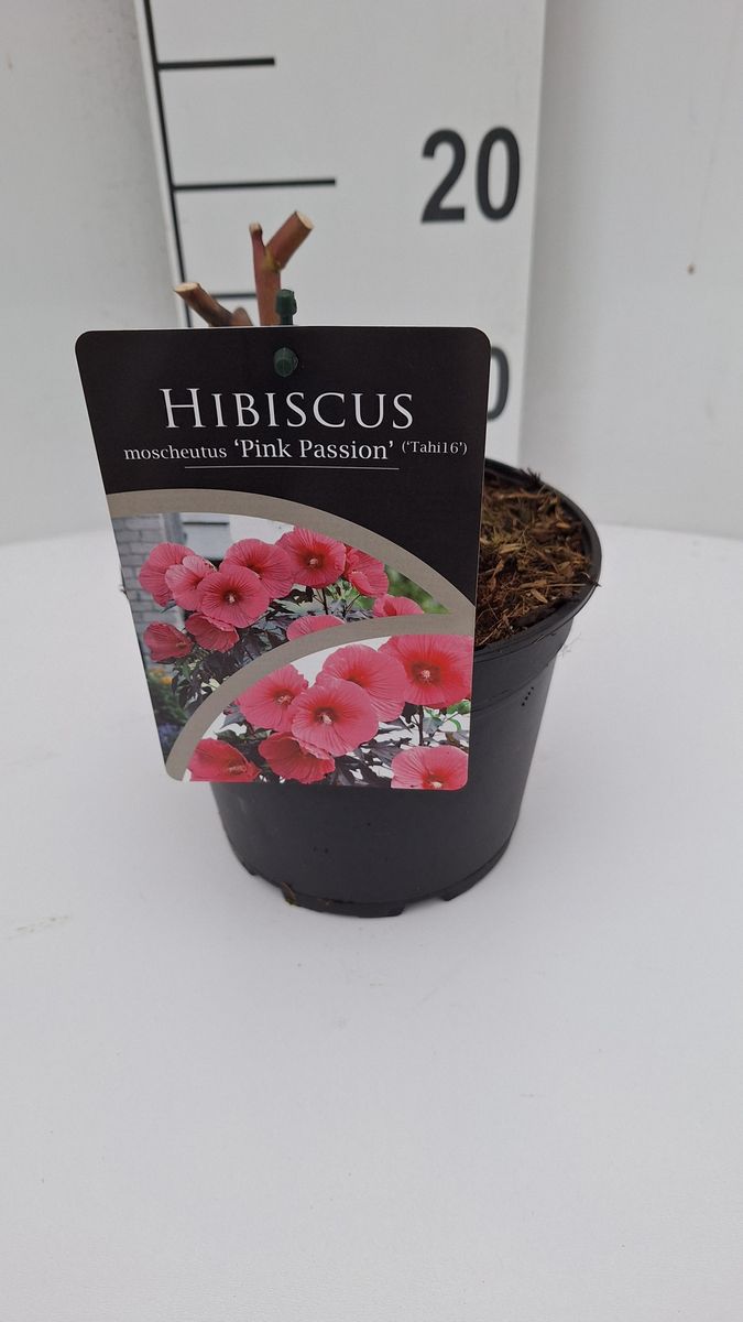 Hibiscus moscheutos CAROUSEL PINK PASSION — Plant Wholesale FlorAccess