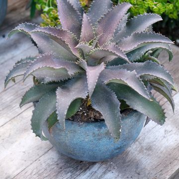 x Mangave 'Silver Fox' — Plant Wholesale FlorAccess