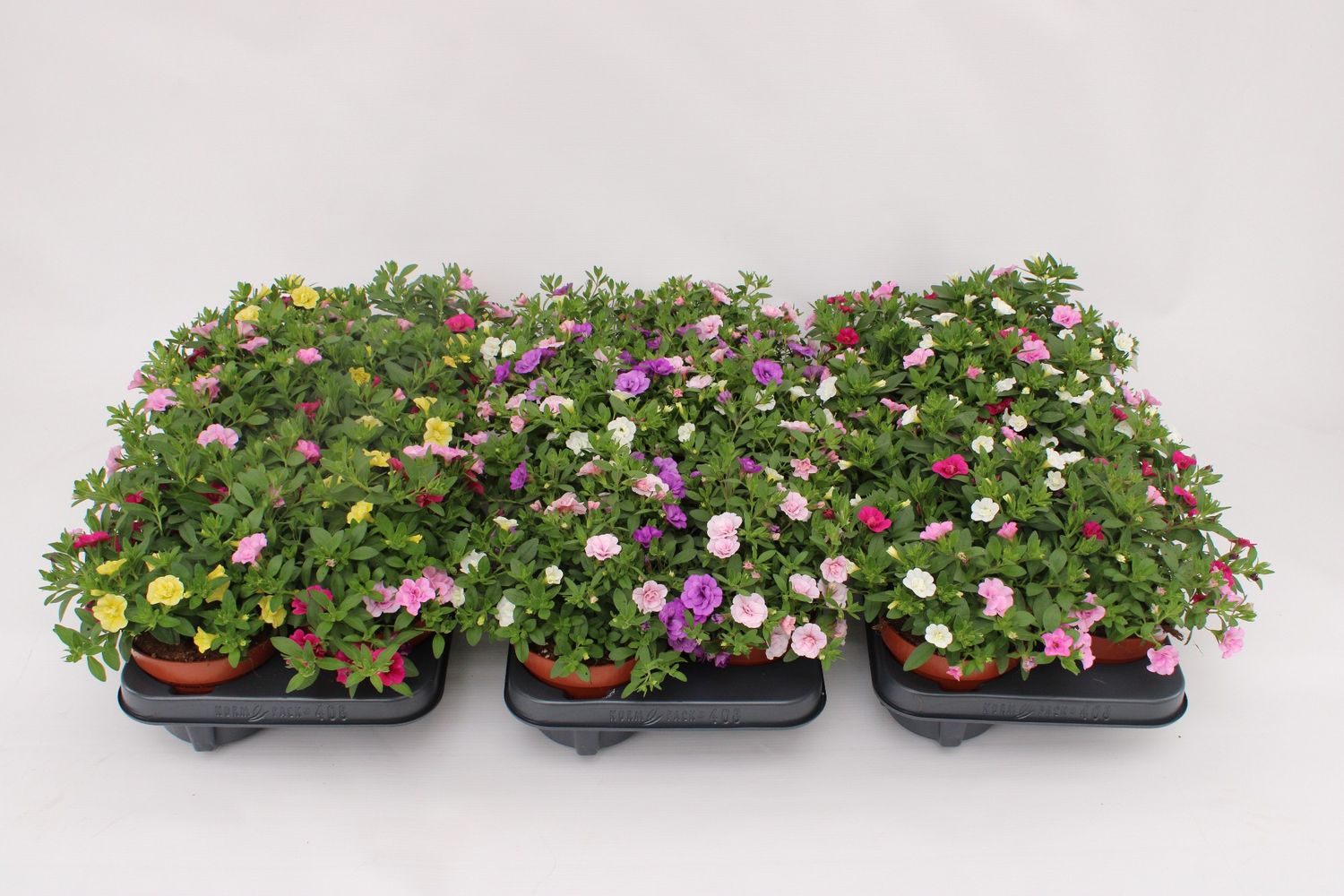 Calibrachoa MIX IN POT — Plant Wholesale FlorAccess