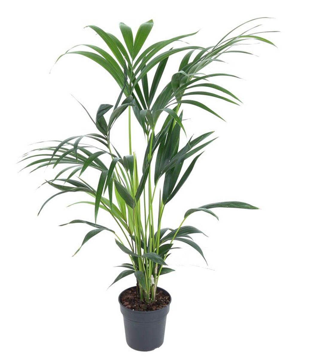 Howea forsteriana — Plant Wholesale FlorAccess