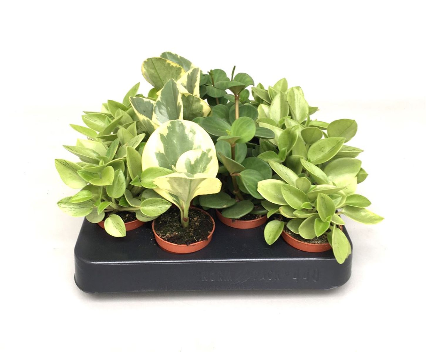 Peperomia MIX — Plant Wholesale FlorAccess