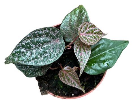 Piper ornatum — Plant Wholesale FlorAccess