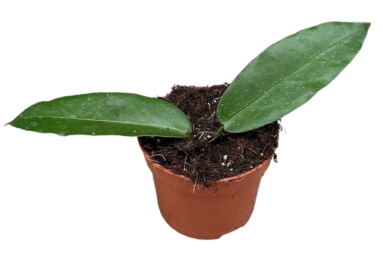 Hoya archboldiana — Plant Wholesale FlorAccess