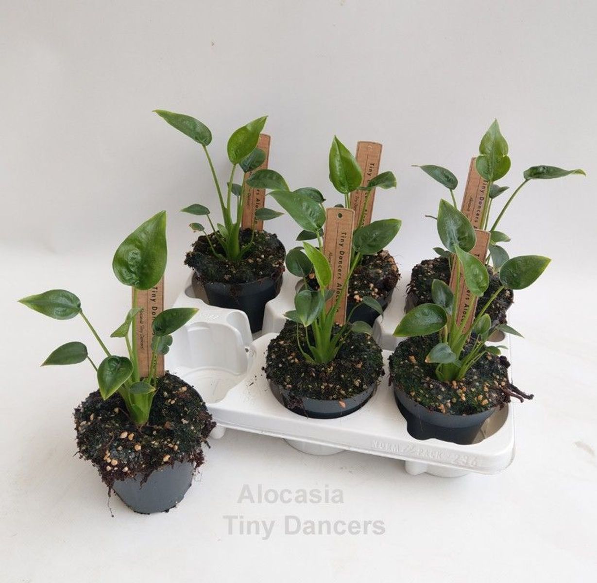 Alocasia 'Tiny Dancer' — Plant Wholesale FlorAccess
