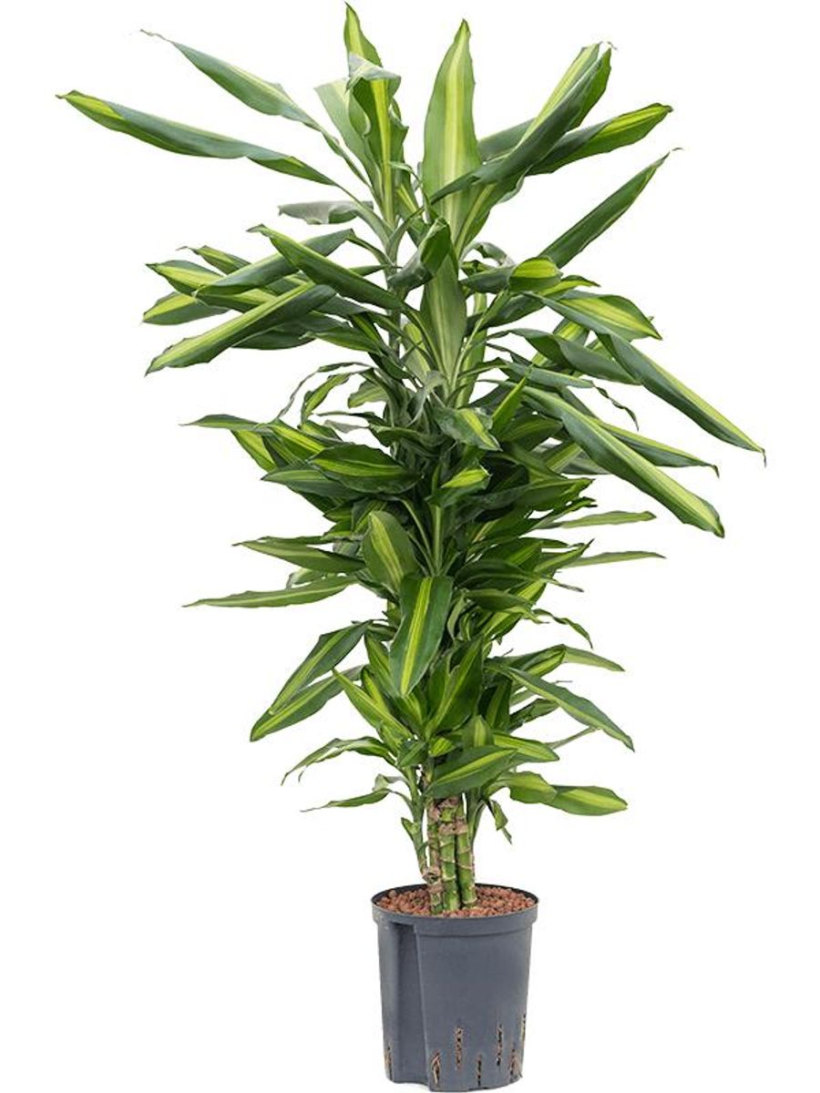 Dracaena fragrans CINTHO — Plant Wholesale FlorAccess