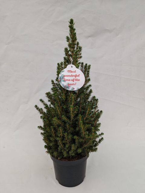Picea glauca DECEMBER — Mayorista de plantas FlorAccess