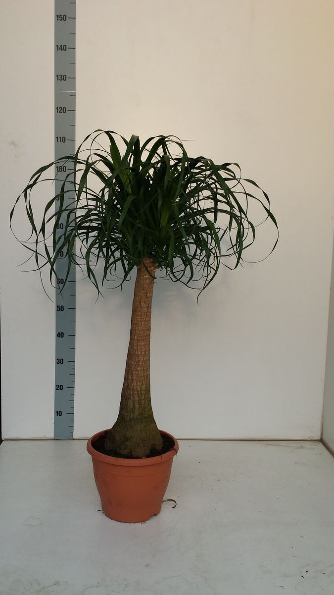Beaucarnea recurvata — Plant Wholesale FlorAccess