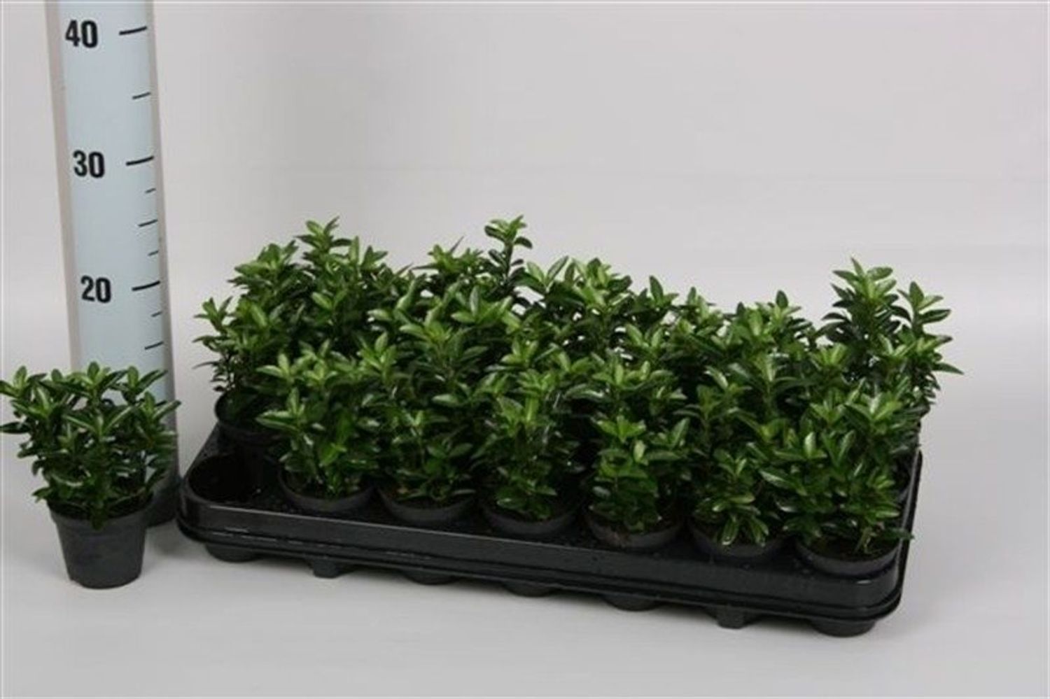 Euonymus japonicus 'Microphyllus' — Plant Wholesale FlorAccess