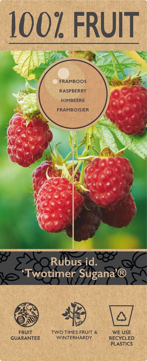 Rubus idaeus TWOTIMER SUGANA RED — Plant Wholesale FlorAccess
