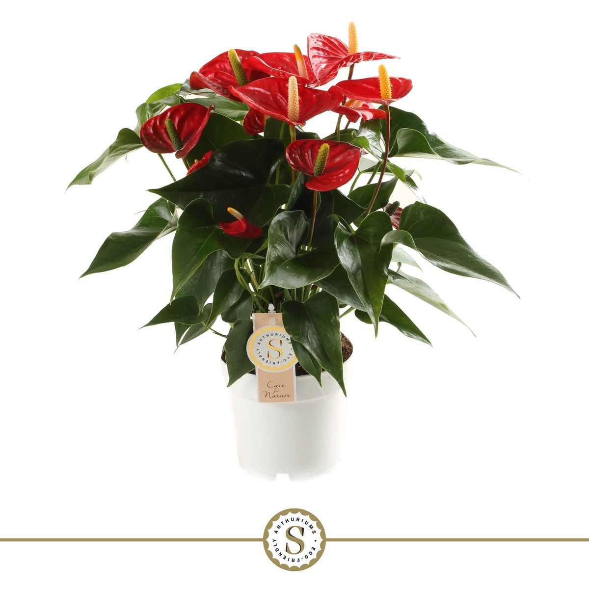 Anthurium RED CHAMPION — Plant Wholesale FlorAccess