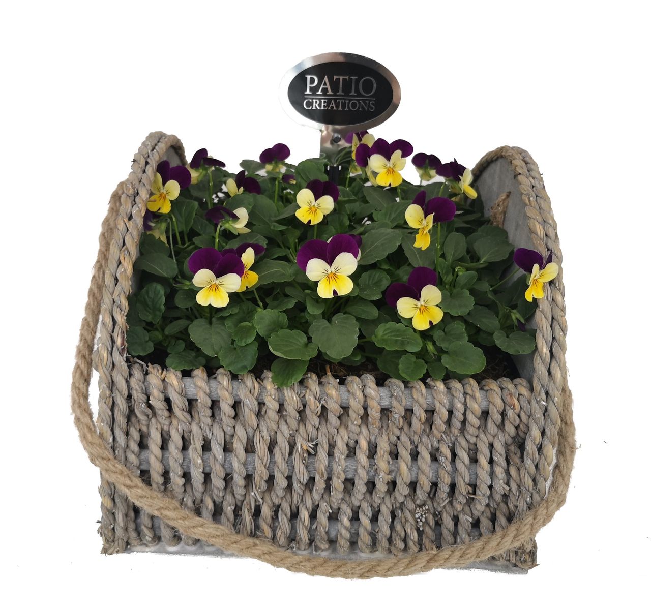 Arrangement Viola — Plant Wholesale FlorAccess