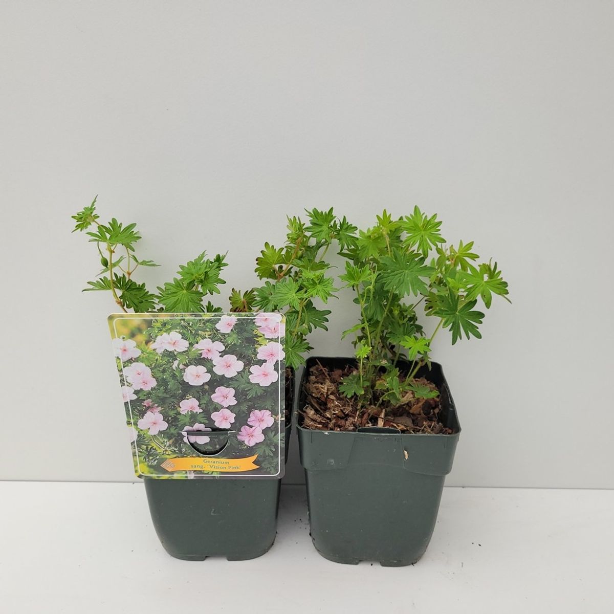 Geranium sanguineum 'Vision Pink' — Plant Wholesale FlorAccess