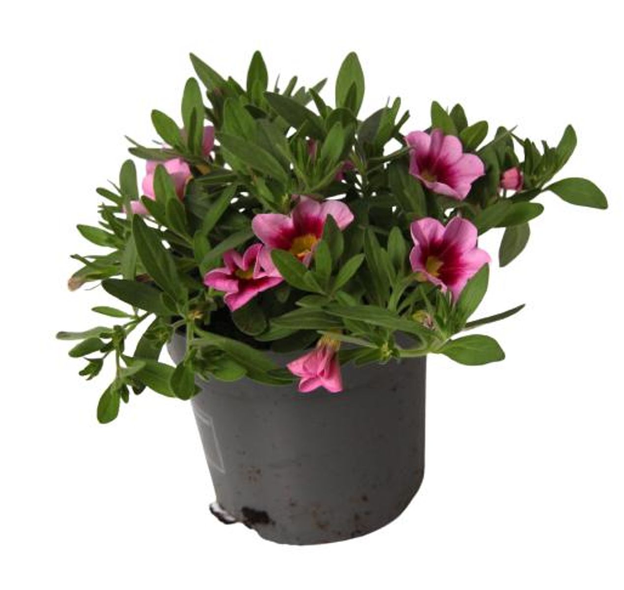 Calibrachoa CABARET LIGHT PINK EYE — Plant Wholesale FlorAccess