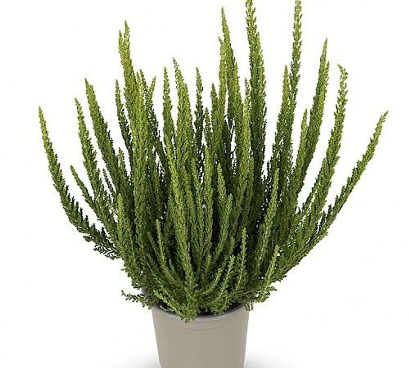 Calluna vulgaris GARDEN GIRLS ZELIA — Plant Wholesale FlorAccess