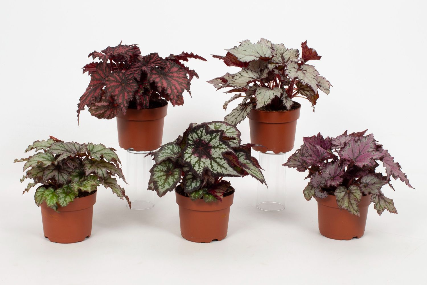 Begonia REX MIX — Plant Wholesale FlorAccess