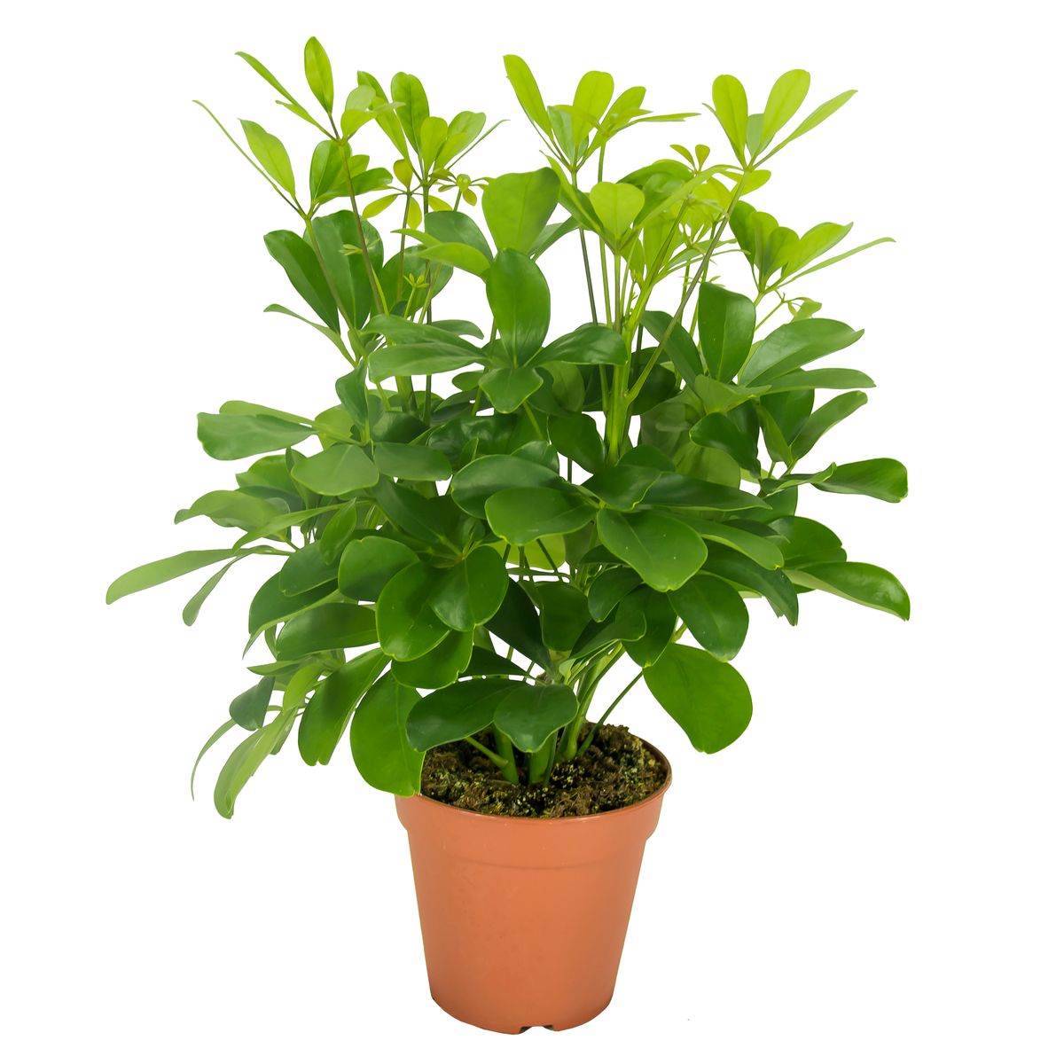 Schefflera arboricola 'Nora' — Plant Wholesale FlorAccess