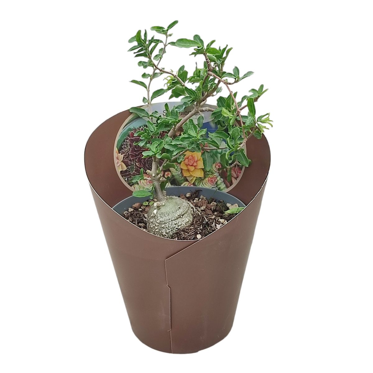 Fockea edulis — Plant Wholesale FlorAccess