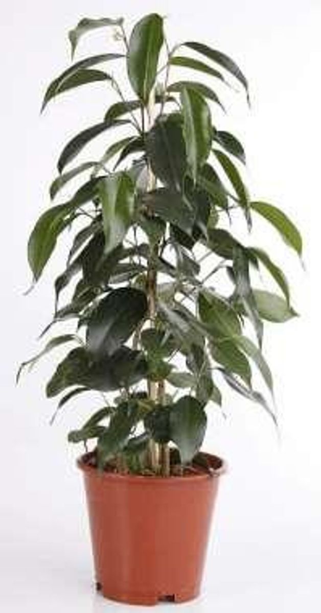 Ficus benjamina 'Danielle' — Plant Wholesale FlorAccess