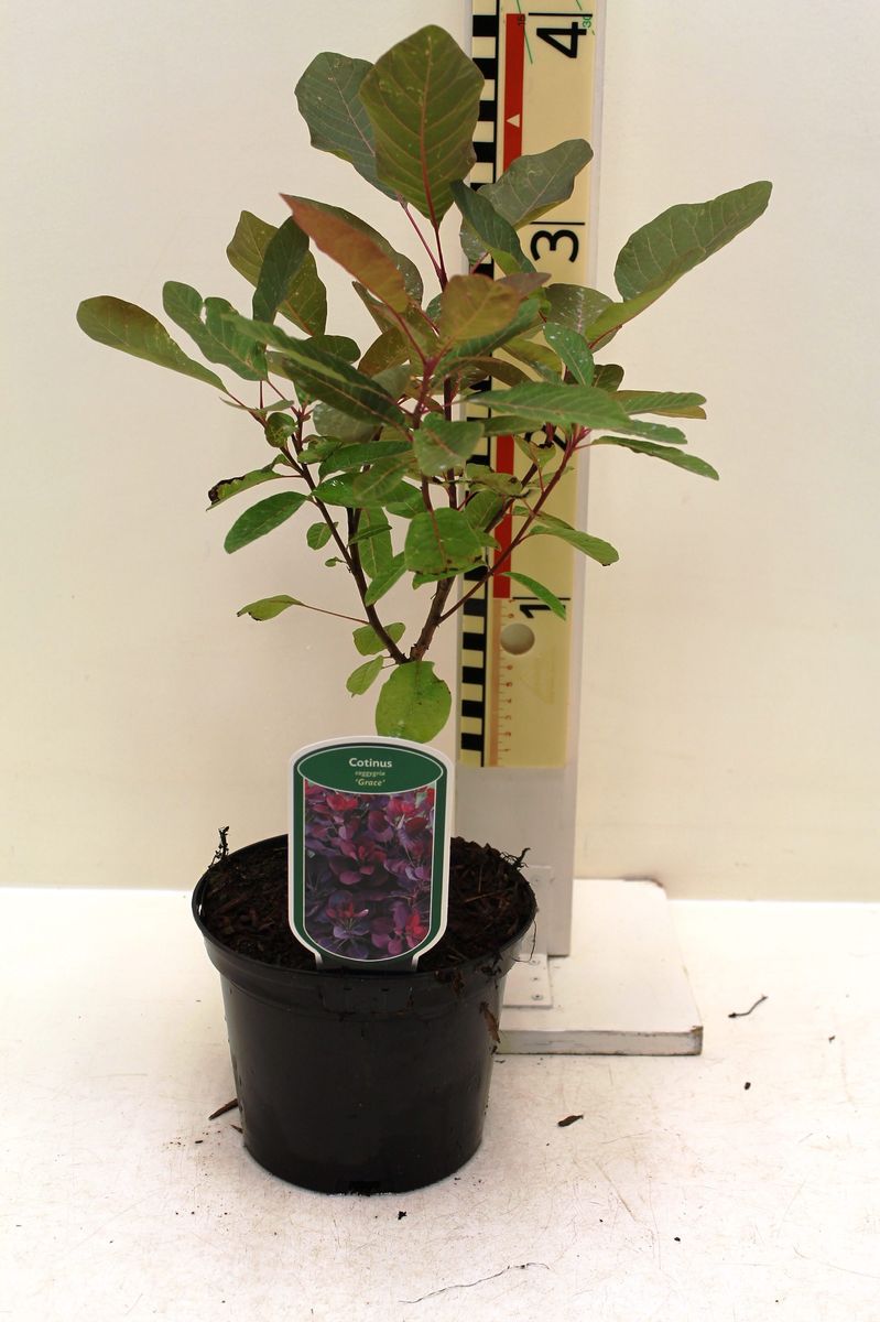 Cotinus 'Grace' — Plant Wholesale FlorAccess