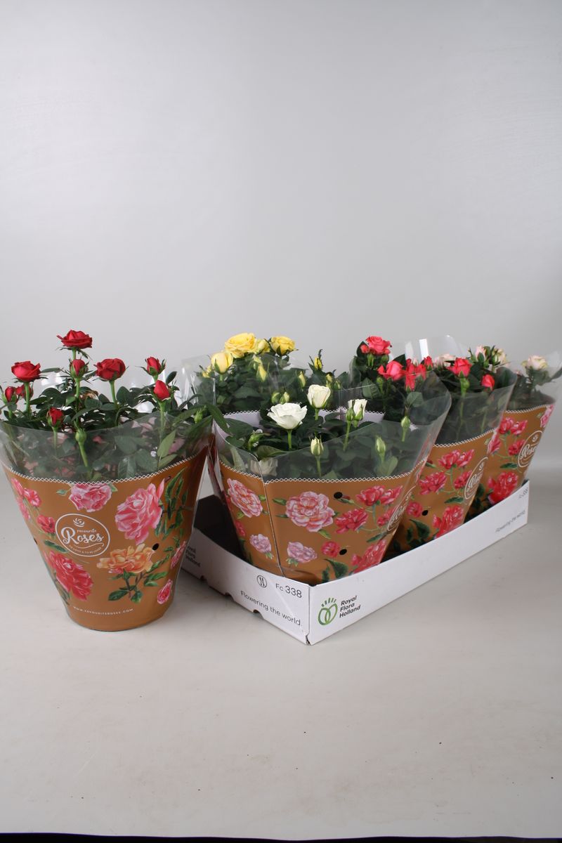 Rosa FAVOURITE ROSES MIX — Plant Wholesale FlorAccess