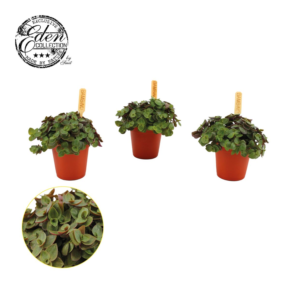 Callisia 'Turtle' — Plant Wholesale FlorAccess