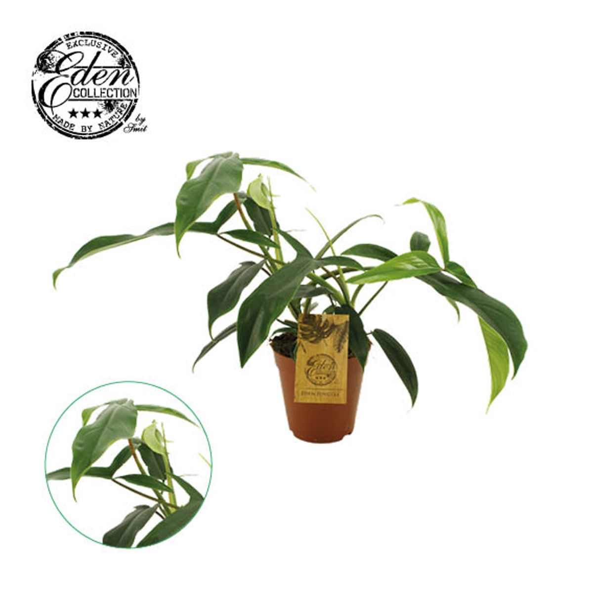 Philodendron '69686' — Plant Wholesale FlorAccess