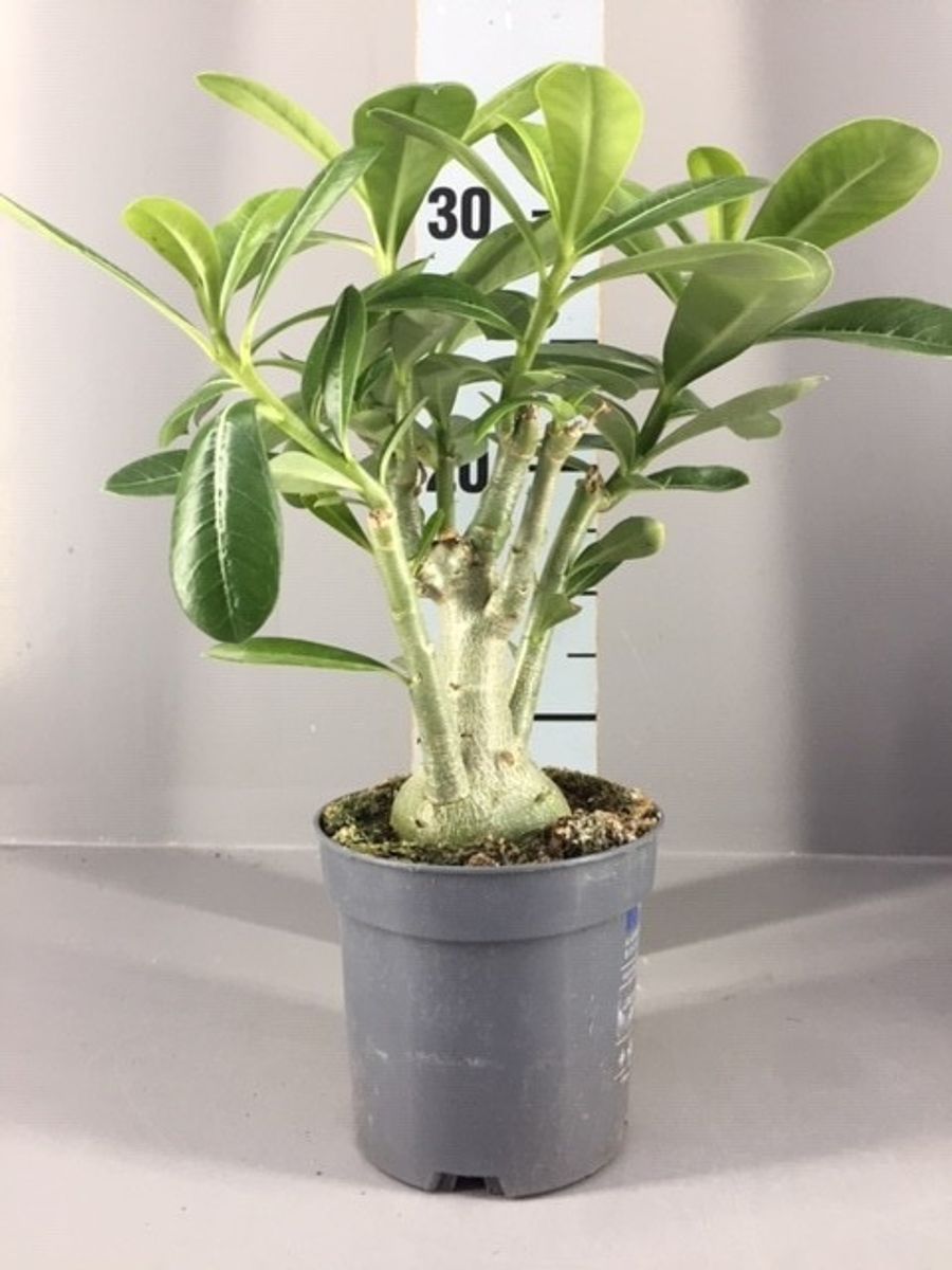 Adenium obesum — Plant Wholesale FlorAccess