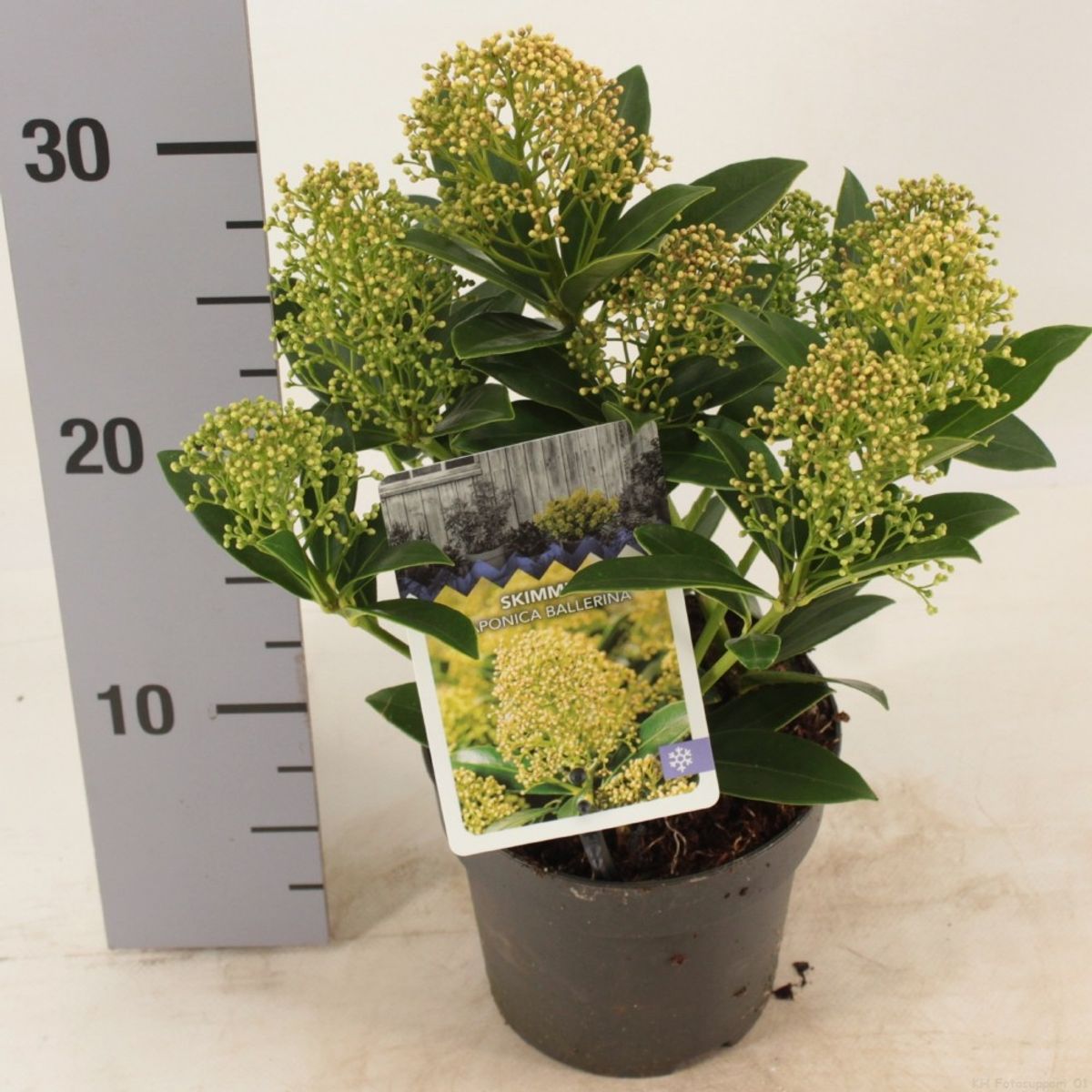 Skimmia japonica 'Ballerina' — Plant Wholesale FlorAccess