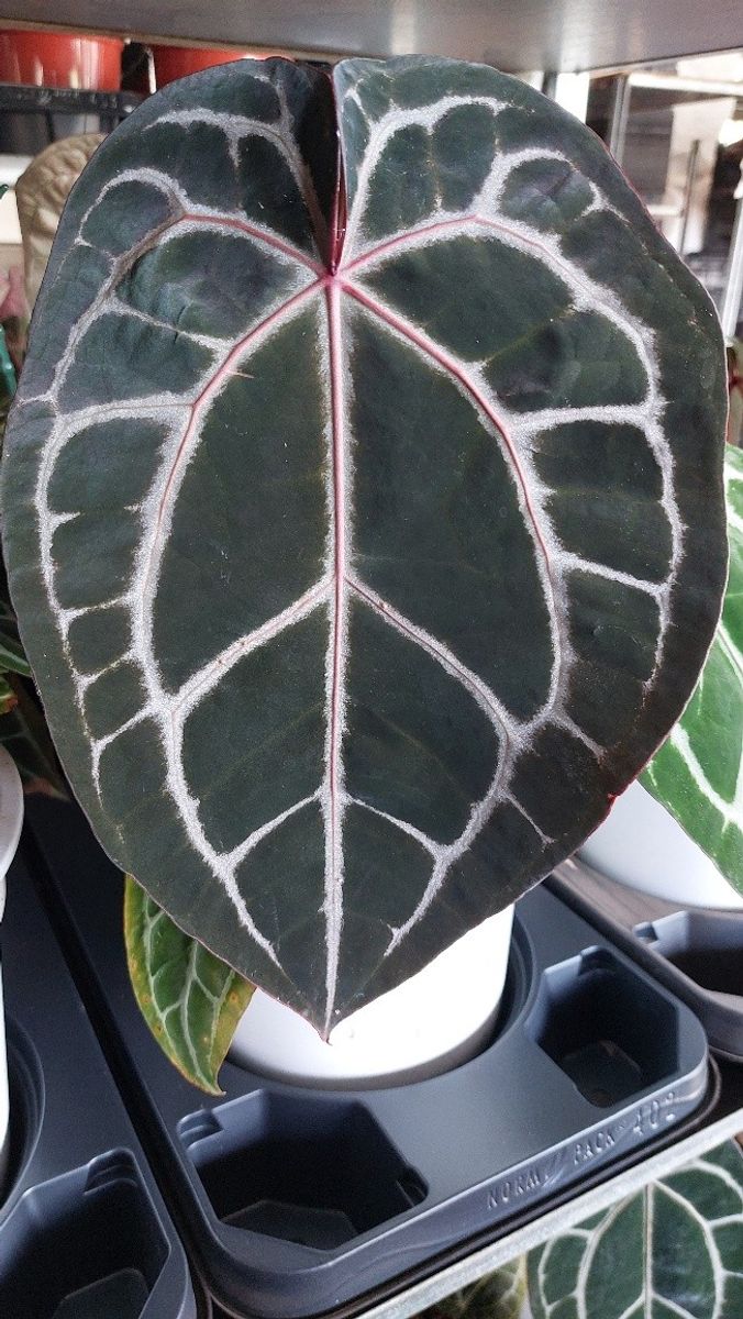 Anthurium 'Docblock Michelle' — Plant Wholesale FlorAccess