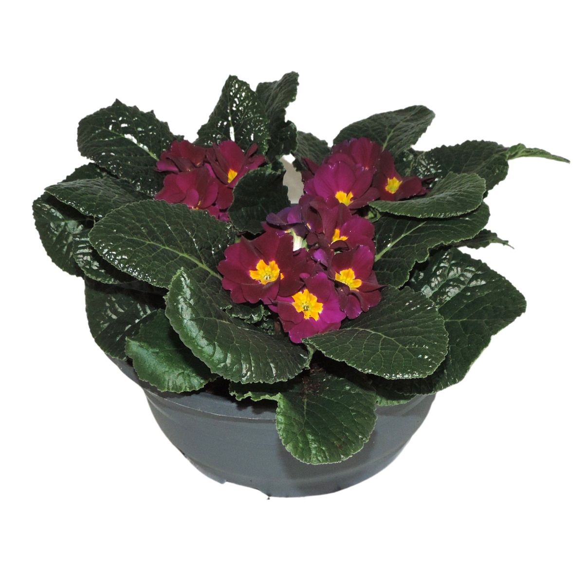 Primula 'Salome Violet' — Plant Wholesale FlorAccess