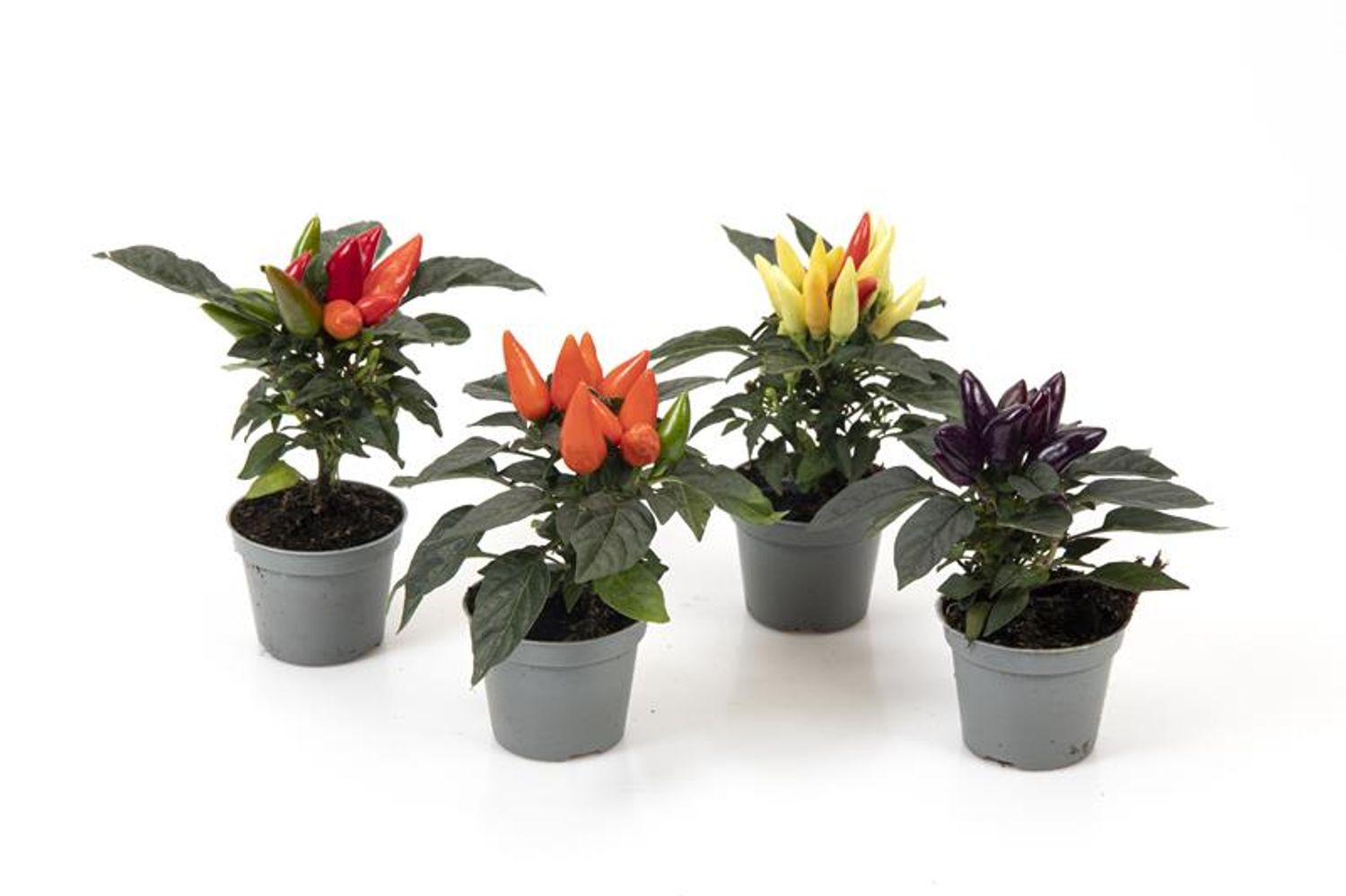 Capsicum annuum MIX — Plant Wholesale FlorAccess