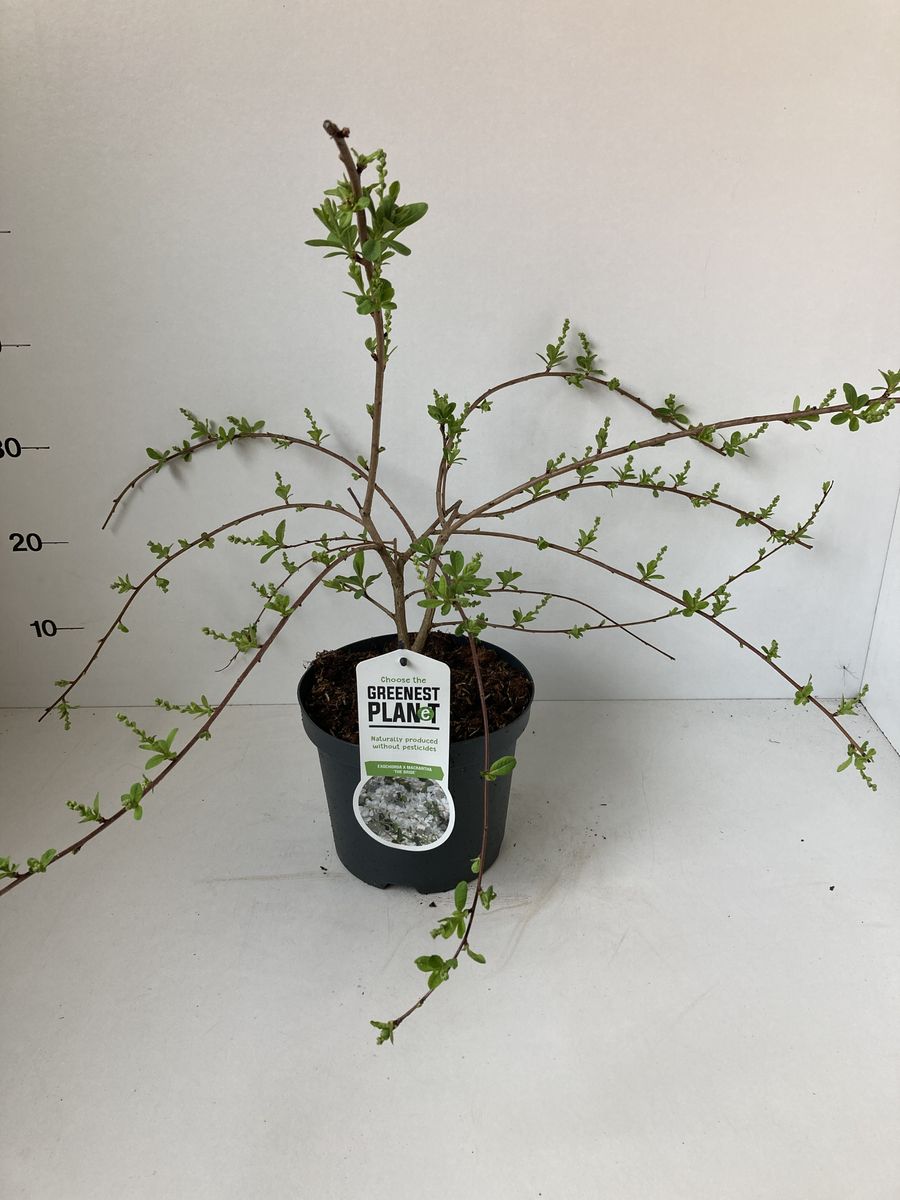 Exochorda 'The Bride' — Plant Wholesale FlorAccess