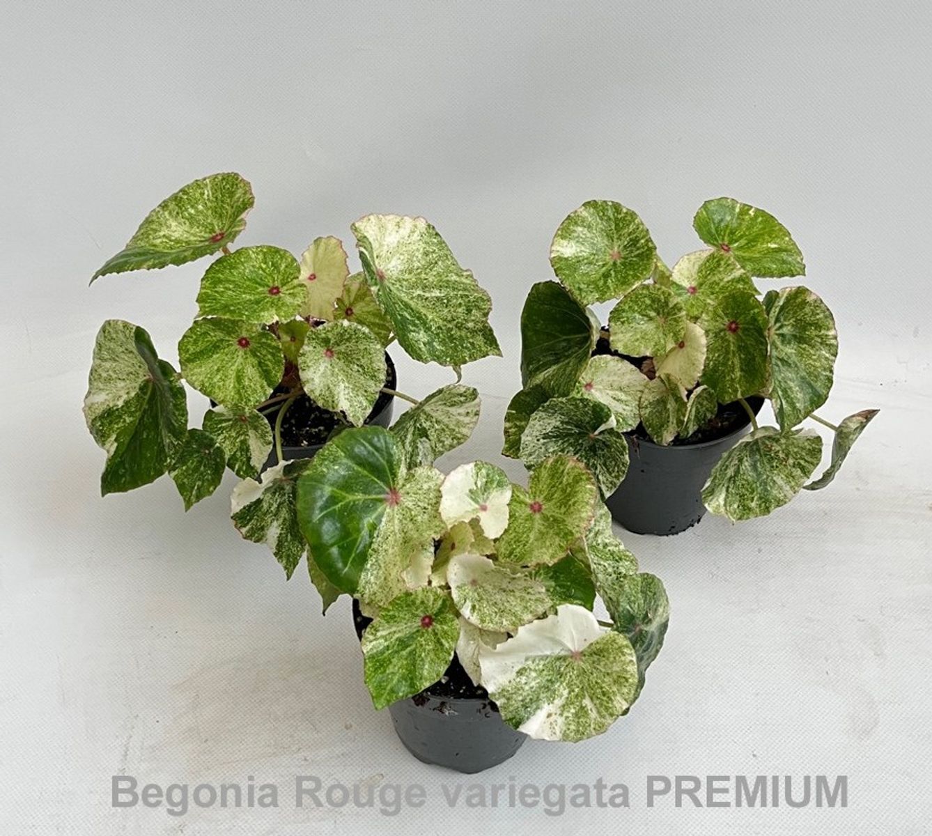 Begonia 'Rouge Variegata Premium' — Plant Wholesale FlorAccess