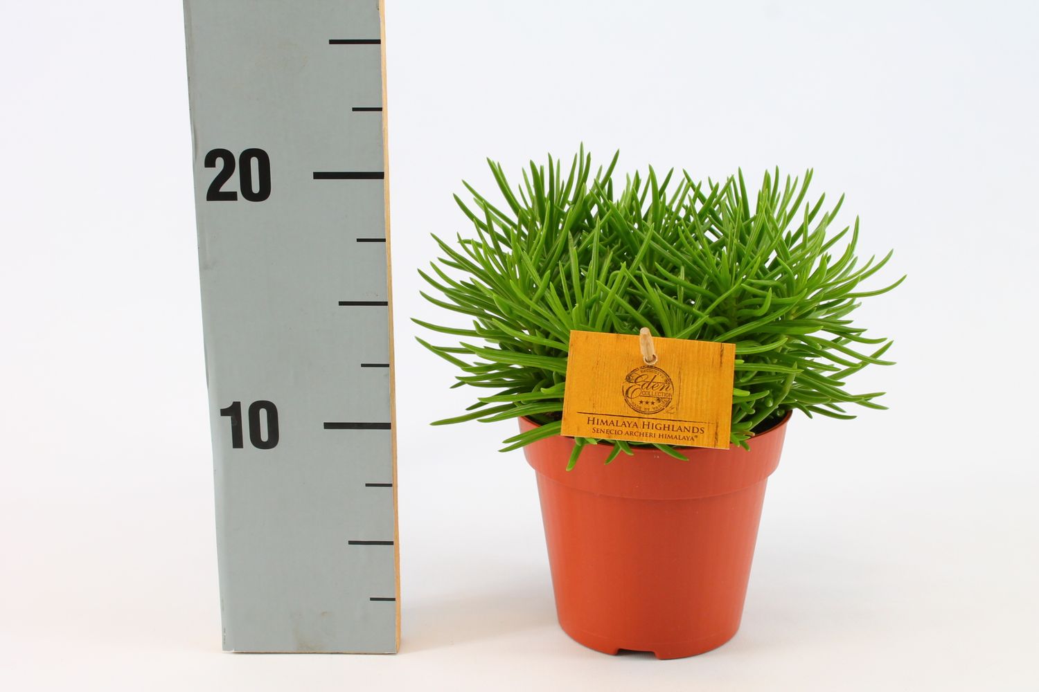 Senecio archeri 'Himalaya' — Plant Wholesale FlorAccess