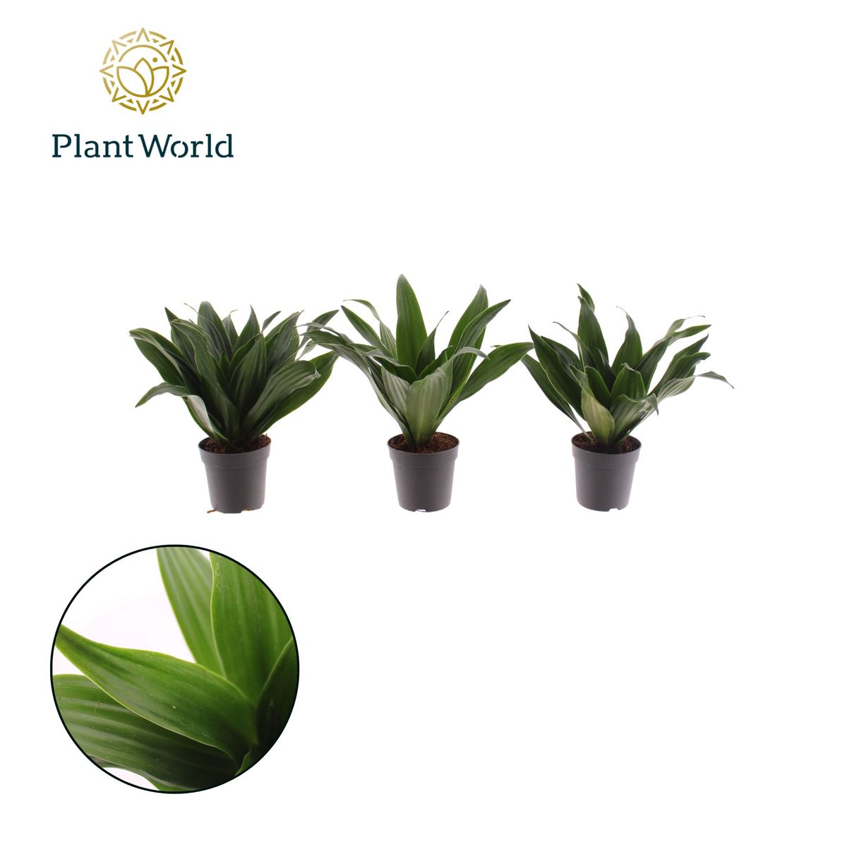Dracaena fragrans 'Compacta' — Plant Wholesale FlorAccess