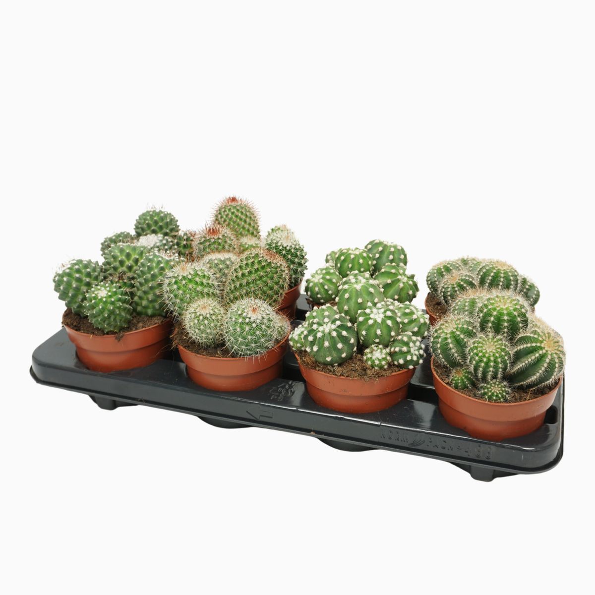 Cactus MIX — Plant Wholesale FlorAccess