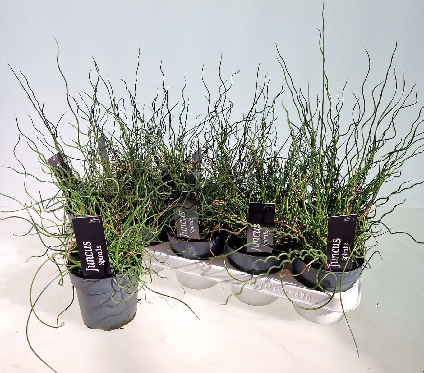 Juncus effusus 'Spiralis' — Plant Wholesale FlorAccess