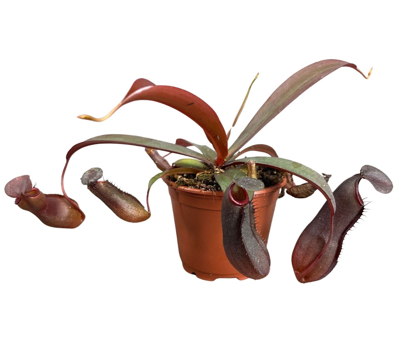 Nepenthes 'Rebecca Soper' — Plant Wholesale FlorAccess
