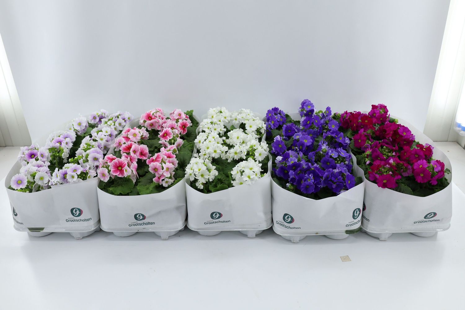 Primula obconica SWEET KISSES AMORE MIX — Plant Wholesale FlorAccess