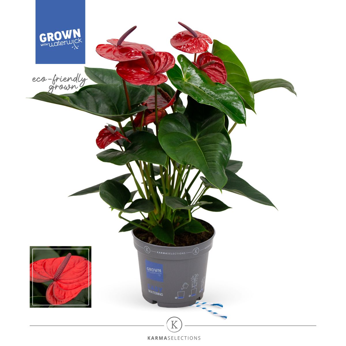 Anthurium BUGATTI VEYRON — Plant Wholesale FlorAccess